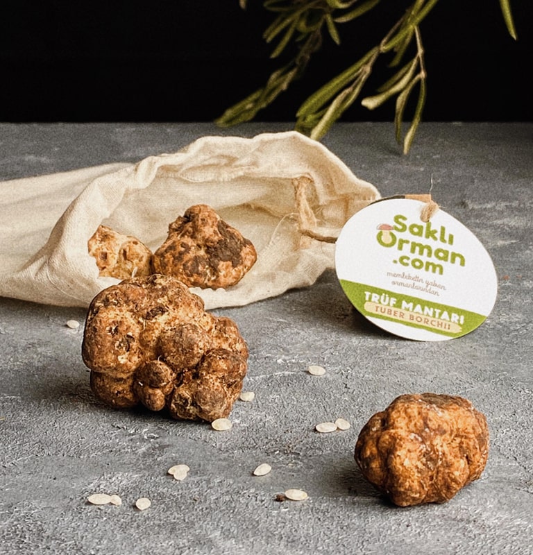 Trüf Mantarı | Saklı Orman